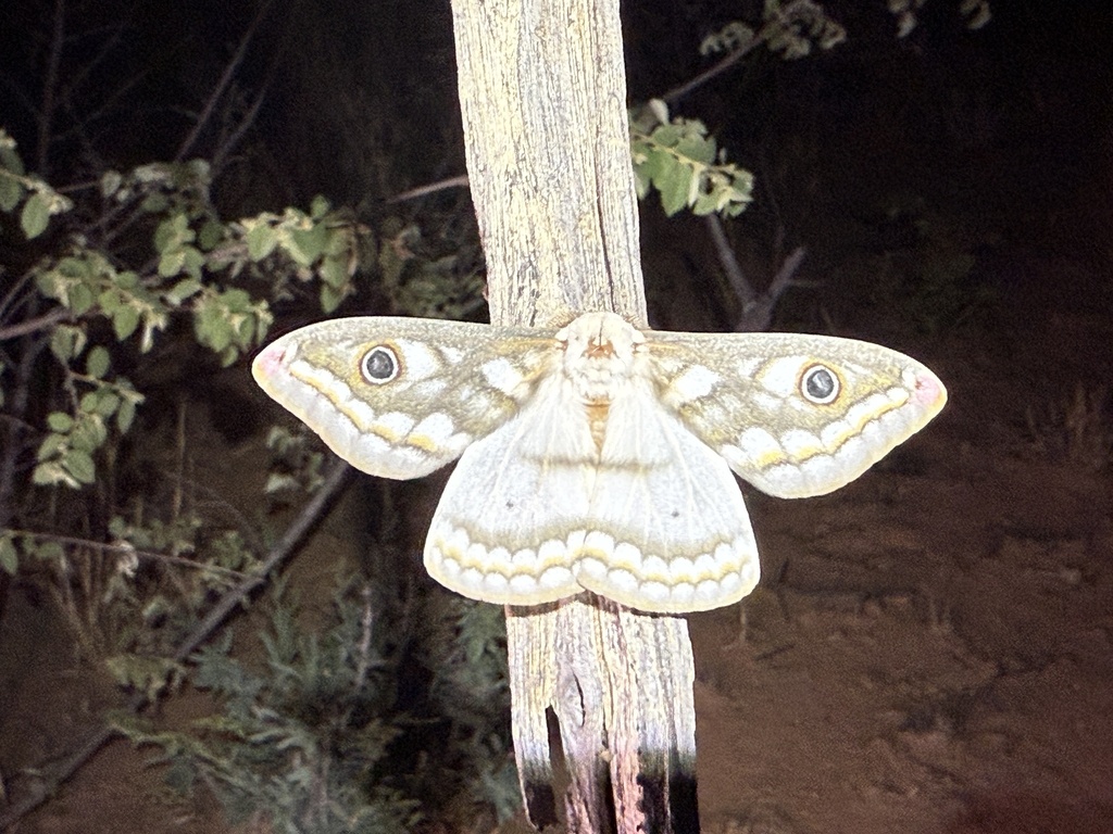 Western Marbled Emperor from Otjozondjupa, NA on December 7, 2024 at 11 ...