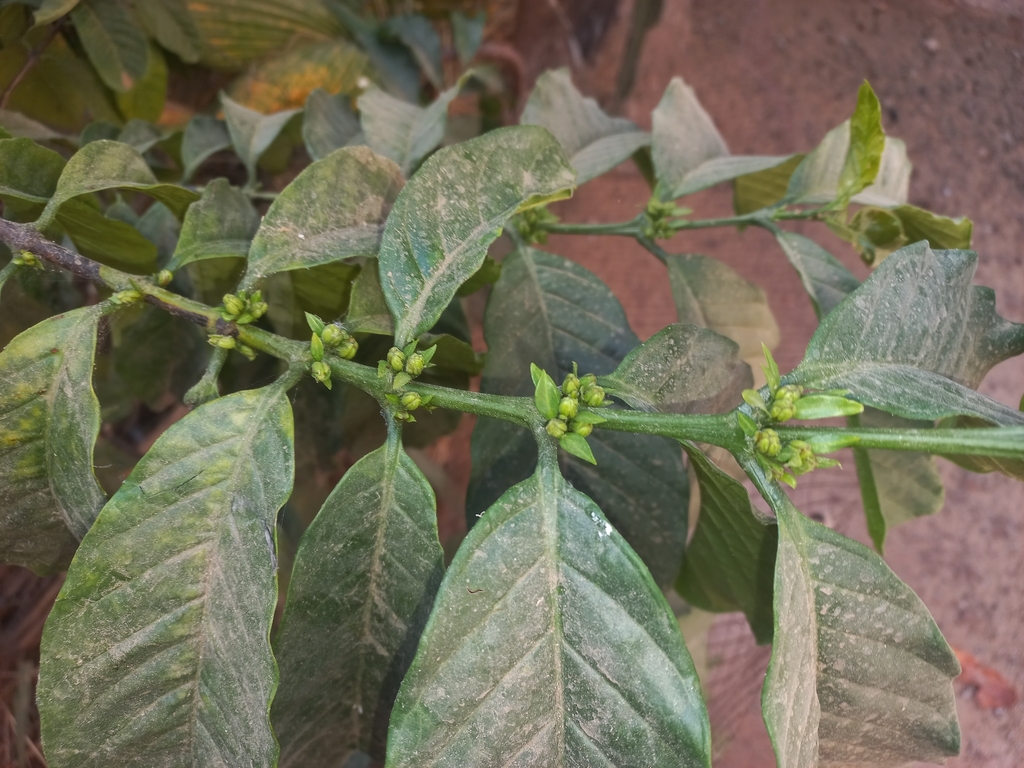 Coffee from 567, Natitinqou, Benin on December 08, 2024 at 08:29 AM by ...