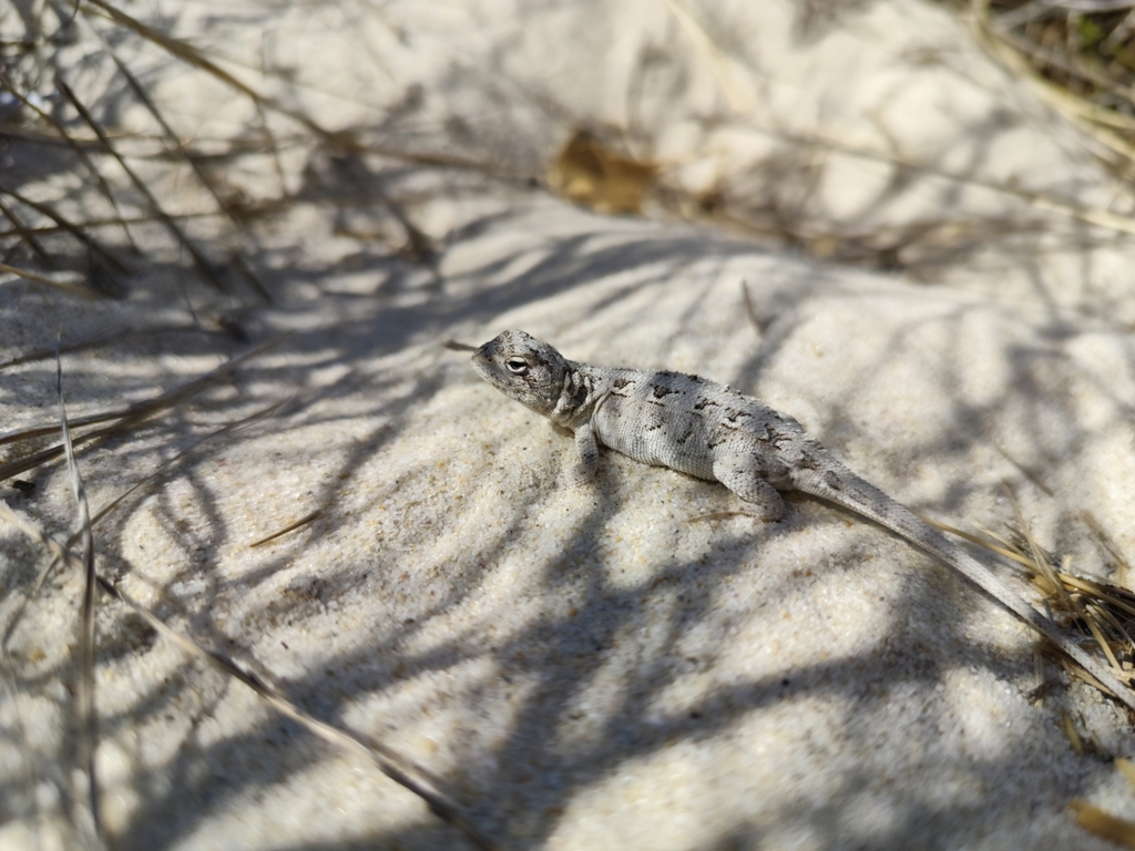 Western Heath Dragon from City Beach WA 6015, Australia on December 8 ...