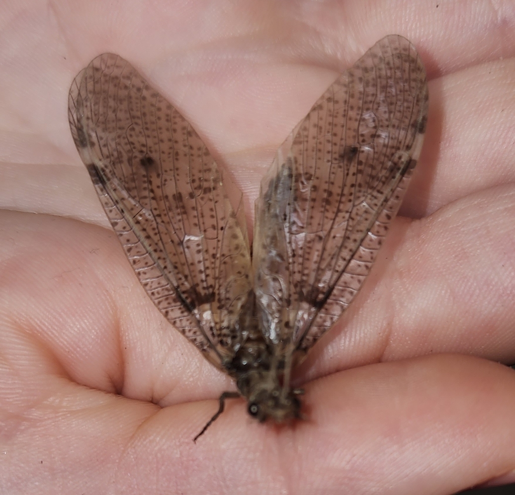 Winged and Once-winged Insects from Danbulla QLD 4872, Australia on ...