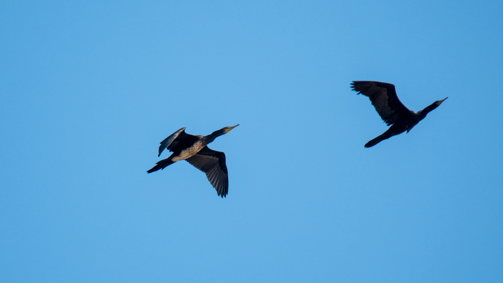 Typical Old World Cormorants from 2GF8+7F3, Vellanathuruthu Road ...