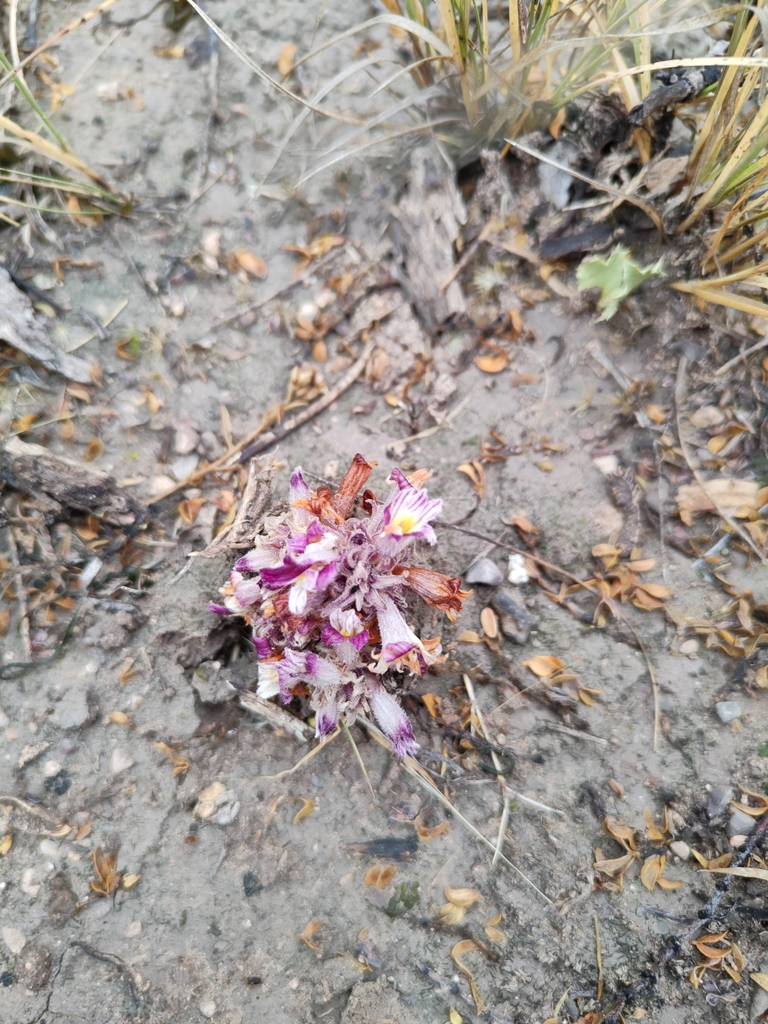 Aphyllon from 25325 Coah., México on December 8, 2024 at 10:36 AM by ...