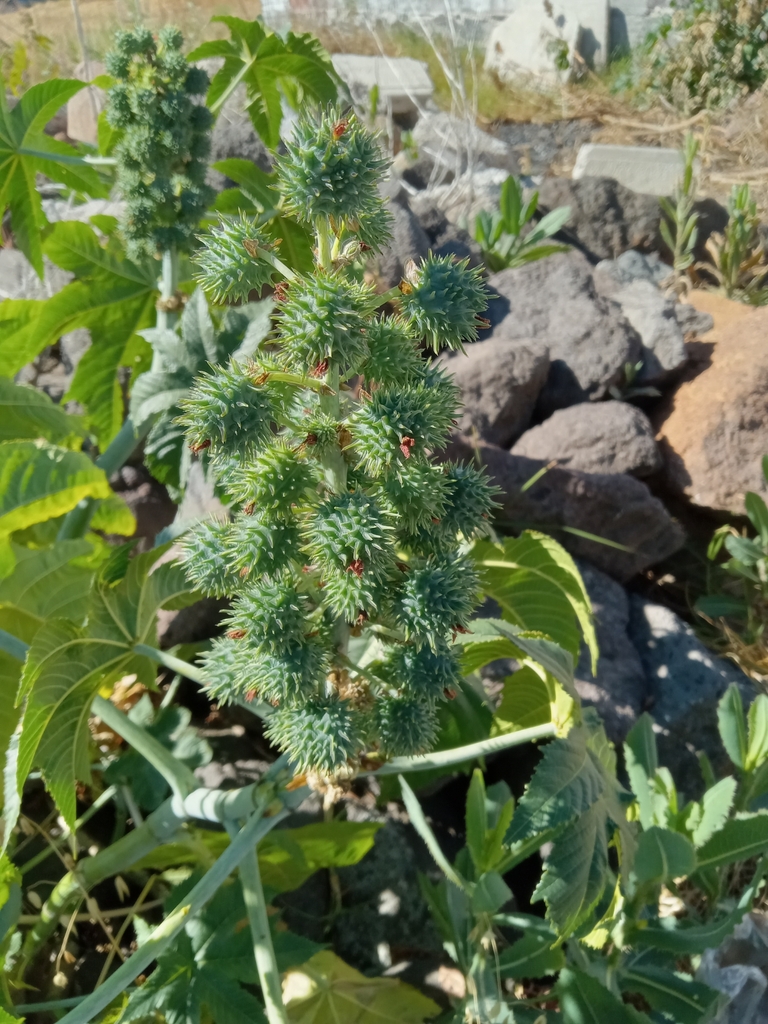 castor bean from Coroneo, Gto., México on December 8, 2024 at 10:44 AM ...