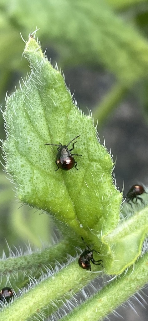 Brown soldier bug from North Island / Te Ika-a-Māui, Auckland, Auckland ...