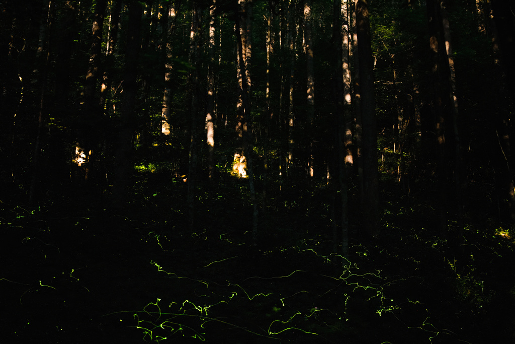 Blue Ghost Firefly from Cherokee National Forest, Flag Pond, TN, US on ...