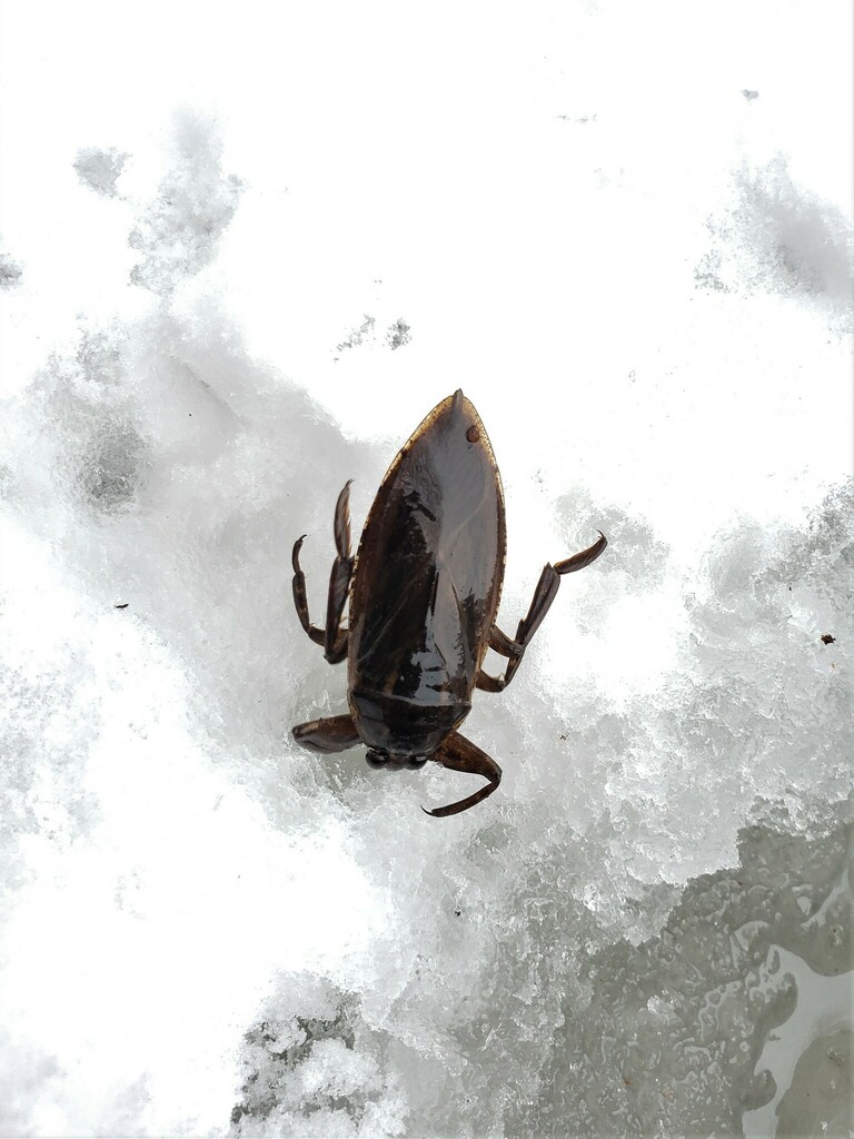 American Giant Water Bug from Simcoe County, ON, Canada on January 3 ...
