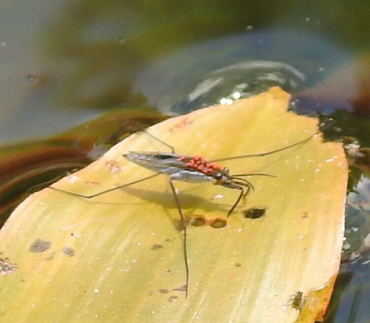 Gerris from Washago, ON, Canada on June 19, 2021 at 02:12 PM by Stewart ...