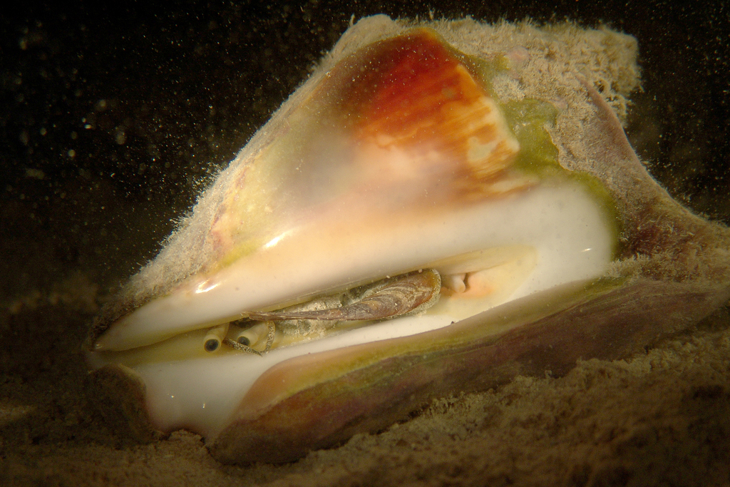three-horned conch from Sudan, Wingate Reef on April 4, 2005 at 06:56 ...