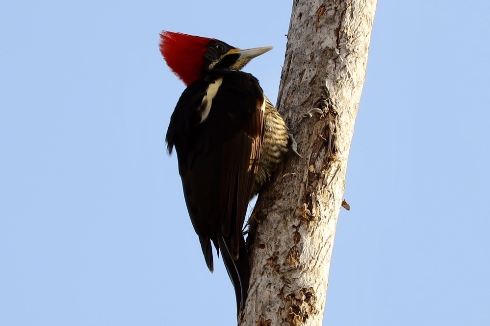 Lineated Woodpecker from Iberostar, Iberostar, Q. Roo., MX on December ...