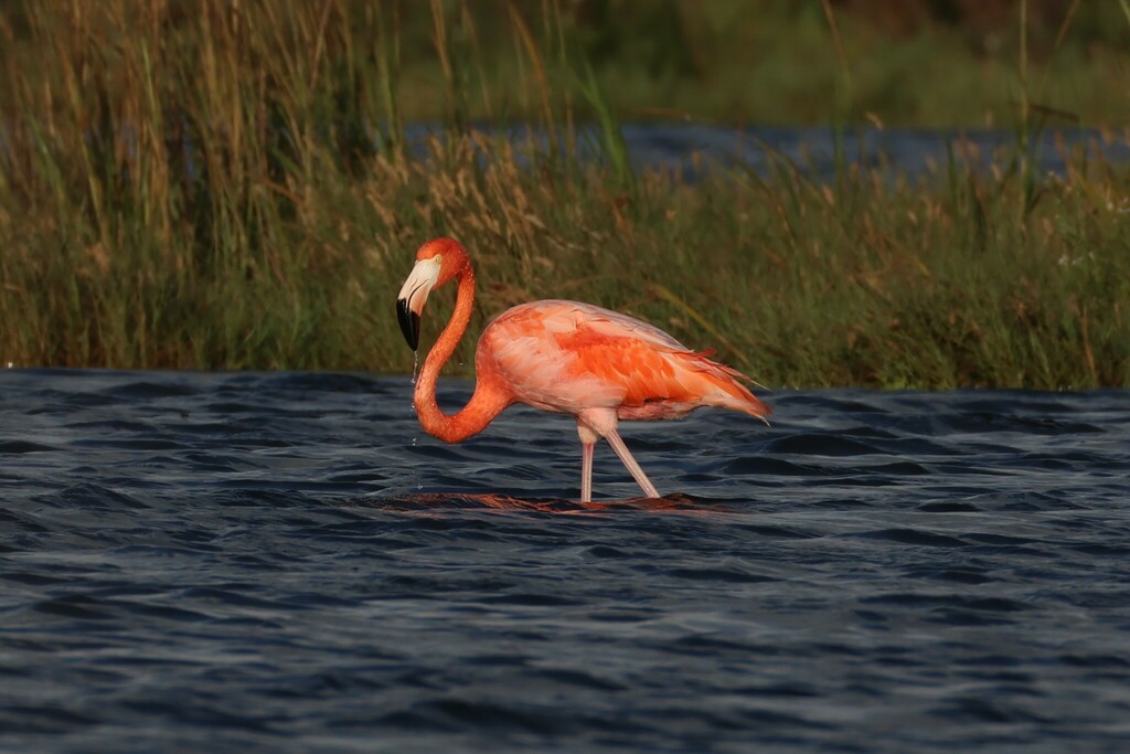 American Flamingo from Port Aransas, TX, USA on October 19, 2024 at 08: ...