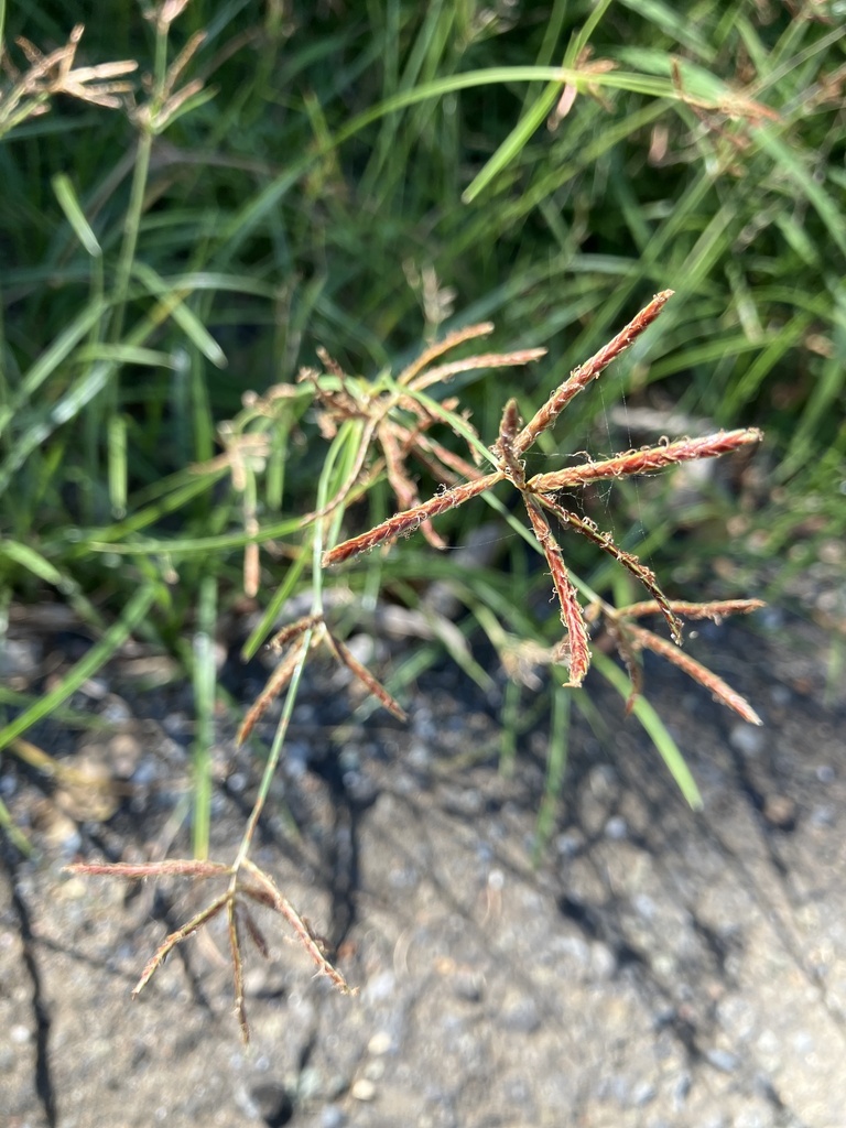 Purple nutsedge from Puerto Rico, Llanos Costa, PR, US on December 07 ...