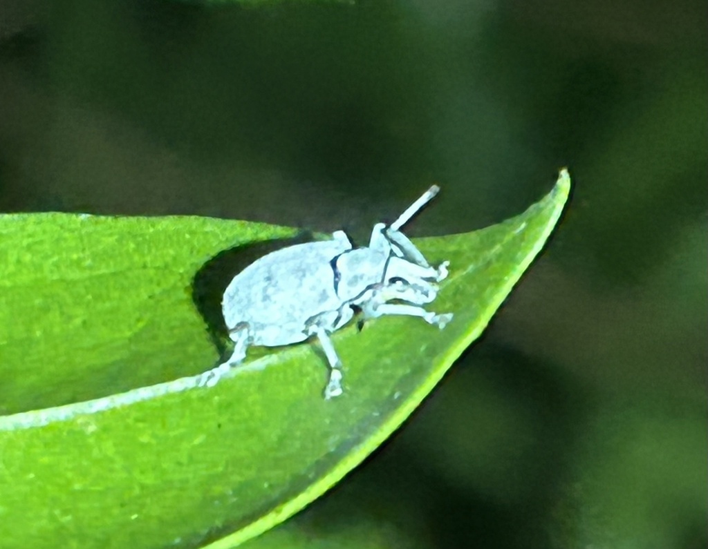 Sri Lanka Weevil from Oleta River State Park, North Miami, FL, US on ...