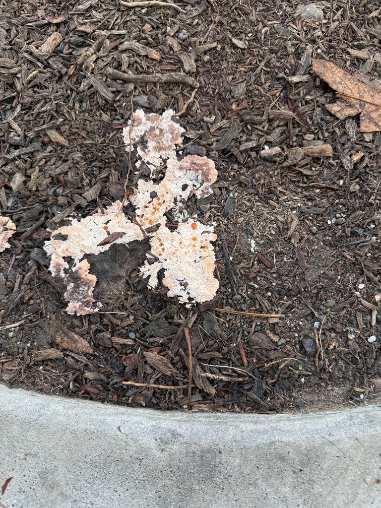 Blushing Rosette from Central Lake, Foster City, CA, US on December 8, 2024 at 08:47 AM by Ryan ...