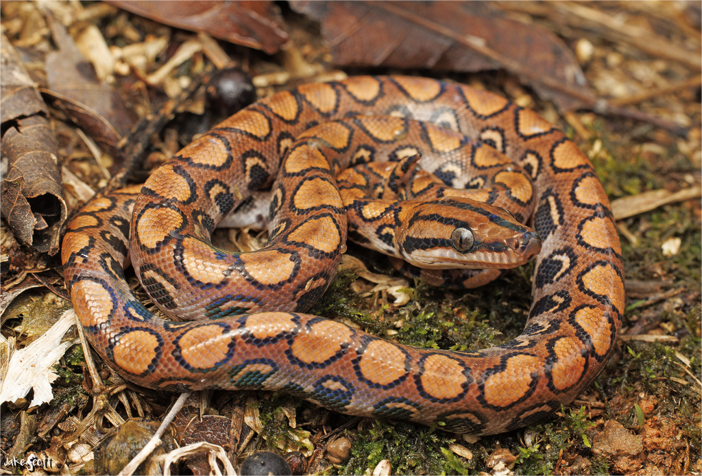 Western Rainbow Boa in January 2023 by Jake Scott · iNaturalist