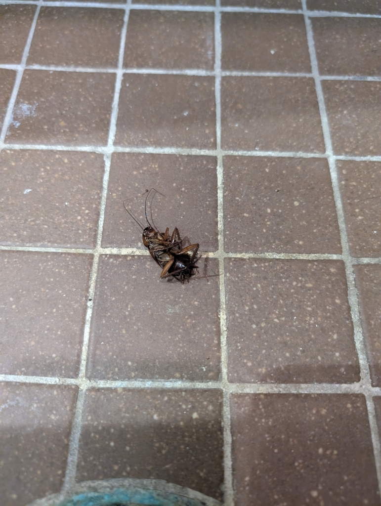 American Cockroach from Tulsa, OK 74115, USA on December 08, 2024 at 02 ...