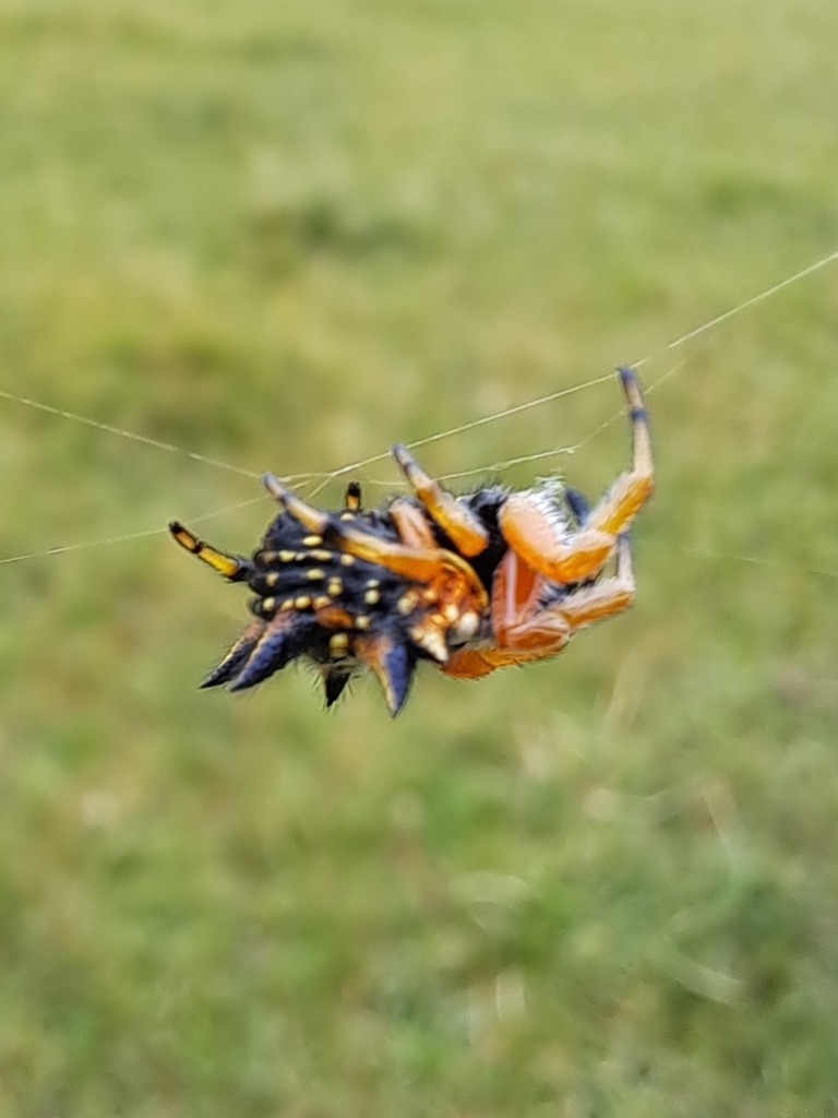 Christmas Jewel Spider from Neerim VIC 3831, Australia on December 09 ...