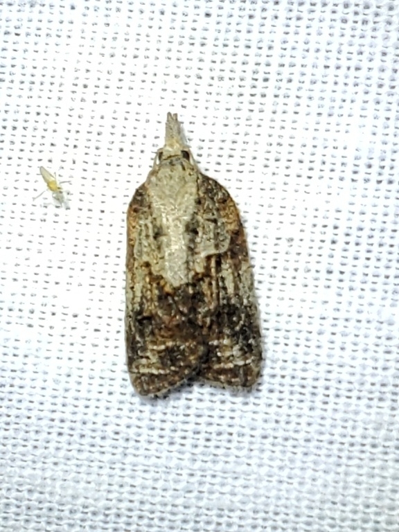 Tufted Apple Bud Moth from Hockessin, DE, USA on July 29, 2024 at 09:29 ...