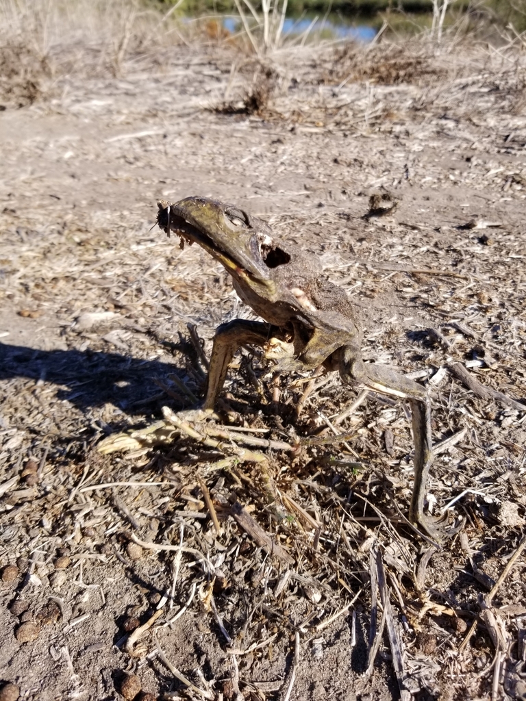 American Bullfrog from North Valley, Oceanside, CA, USA on December 07 ...
