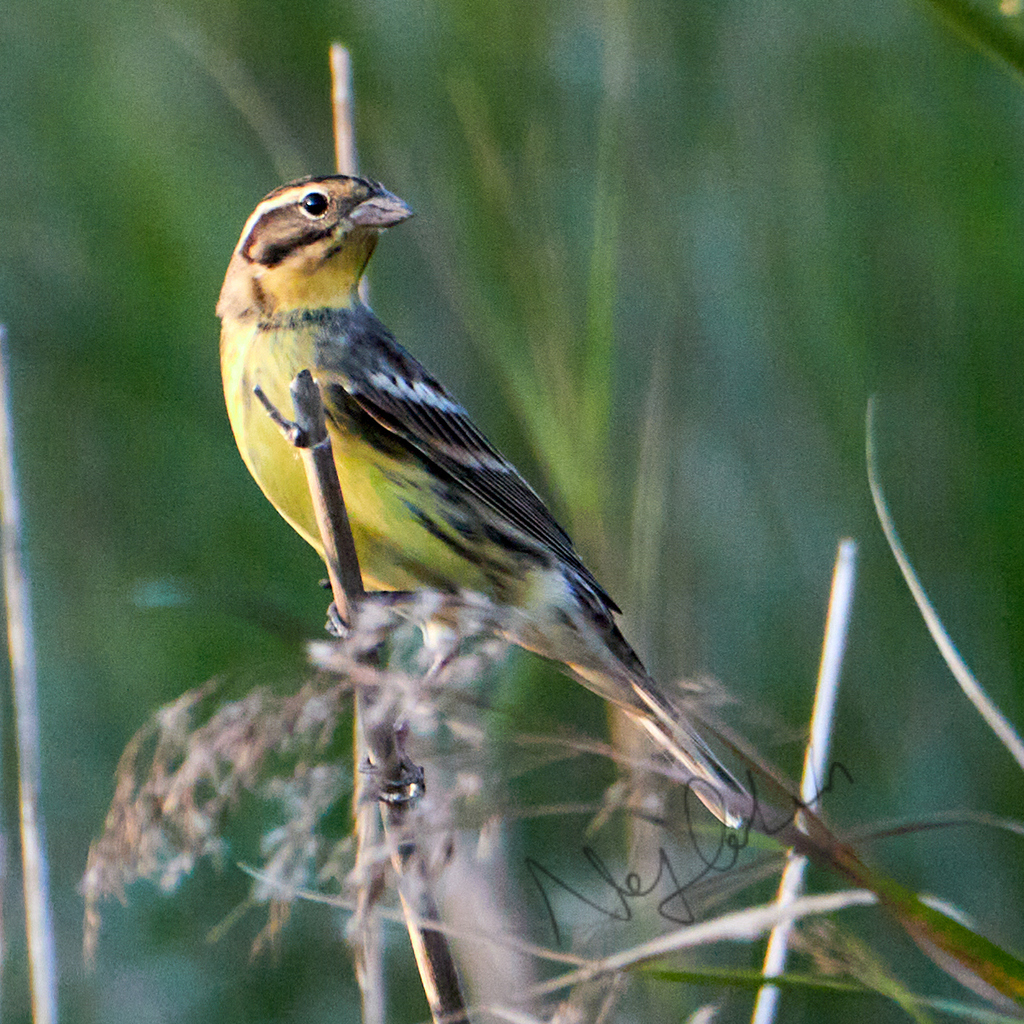 Yellow Breasted Bunting From Myaungmya Myanmar Burma On December 7