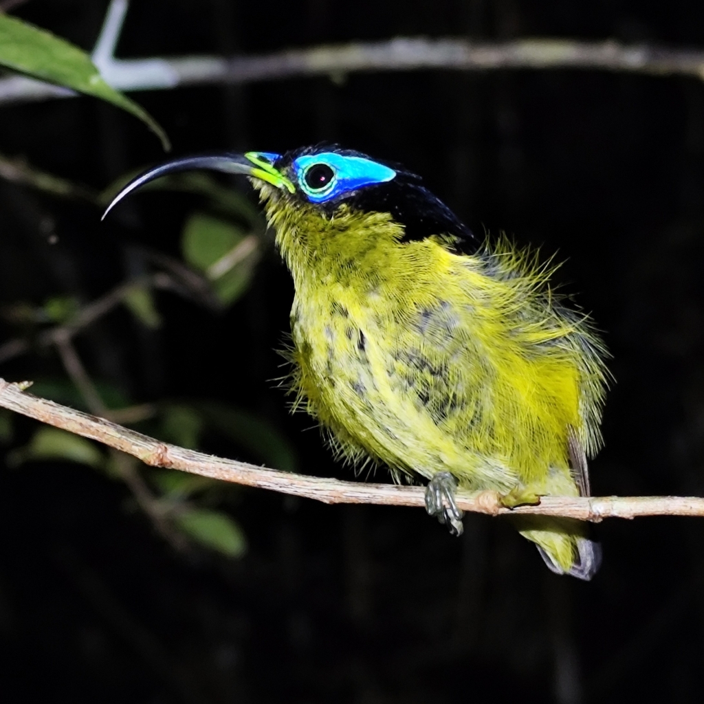 Common Sunbird-Asity in December 2024 by Jacopo Barchiesi · iNaturalist