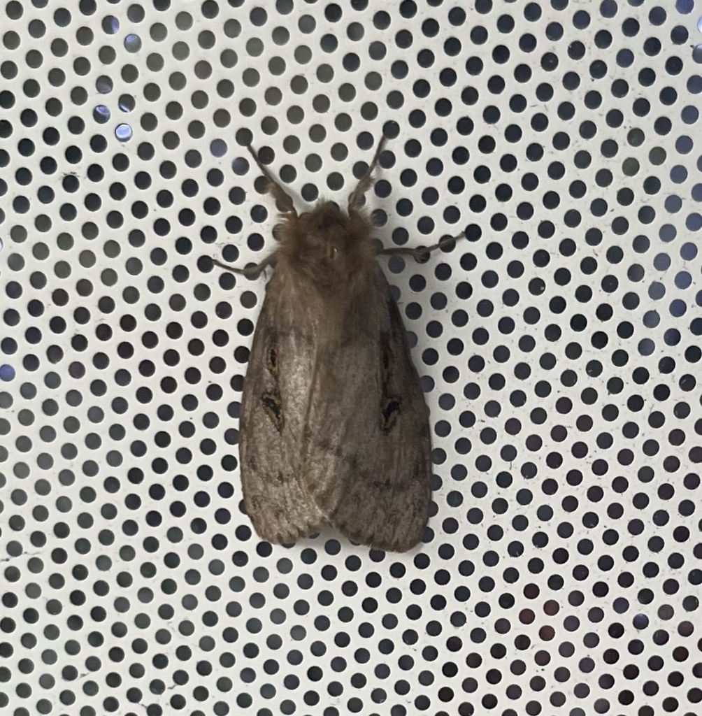 White Cedar Moth in December 2024 by Teagan · iNaturalist