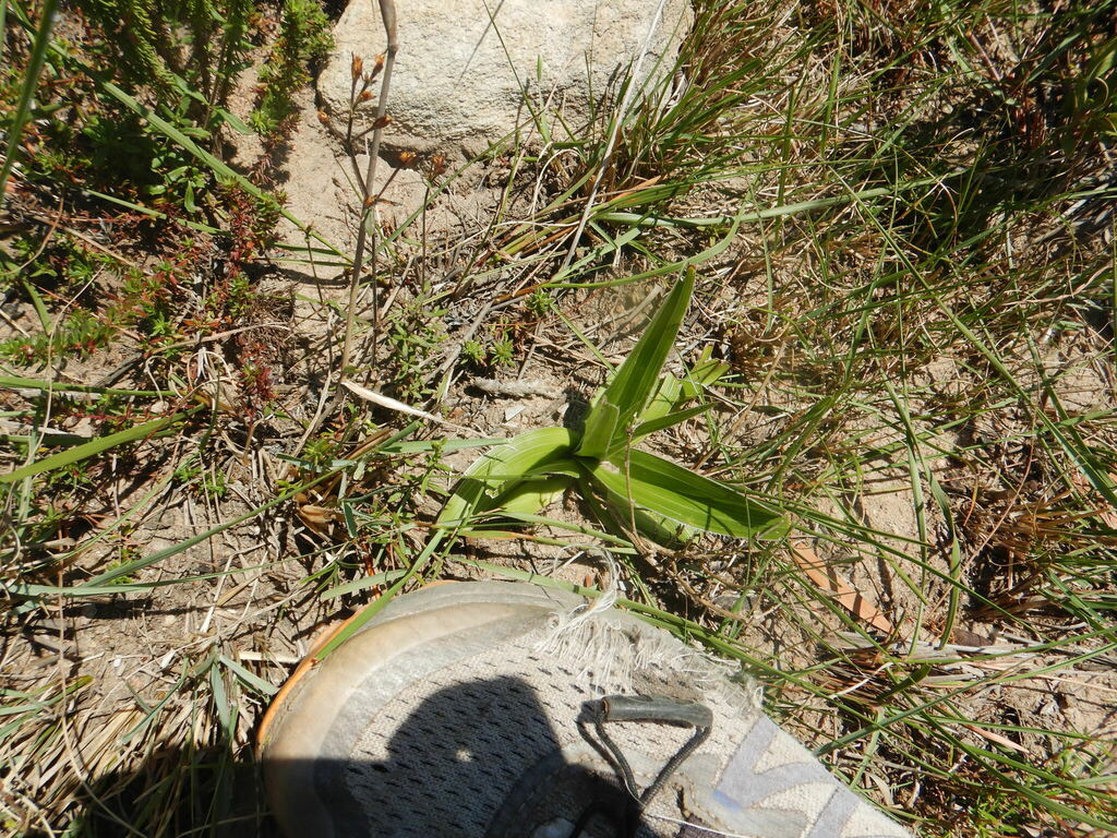 Hypoxis setosa from Eden, ZA-WC, ZA on October 16, 2024 at 01:09 PM by ...