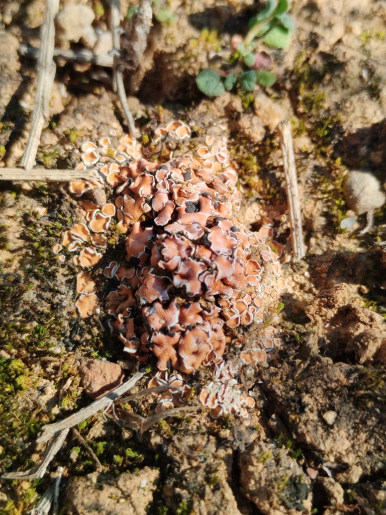 Blushing Scale from 29315 Villanueva de Tapia, Málaga, España on ...