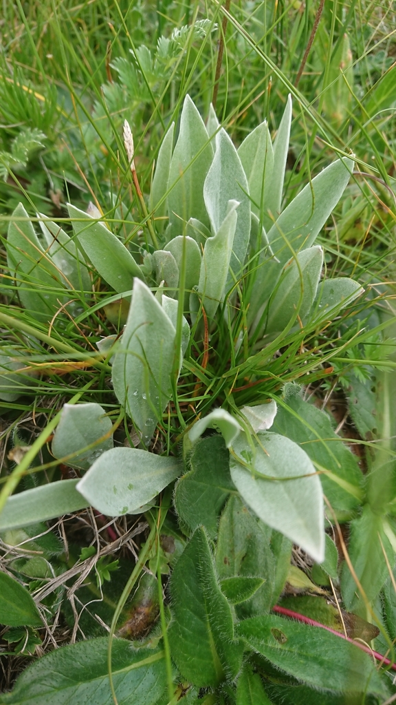 Anaphalis lactea from Haibei Tibetan, CN-QH, CN on July 21, 2019 at 04: ...