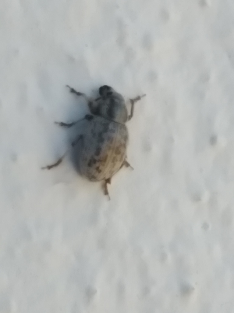 Broad-nosed Weevils from Noordhoek, Velddrif, 7365, South Africa on ...