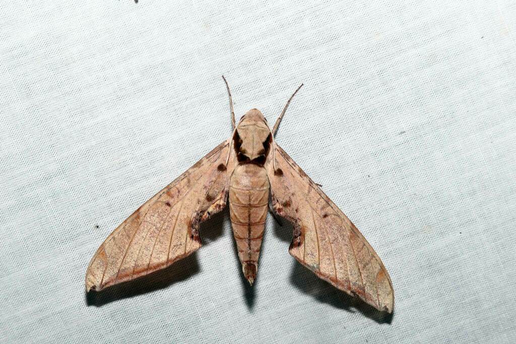 Protambulyx strigilis (Selected Lepidoptera of the Yaracuy River Basin ...