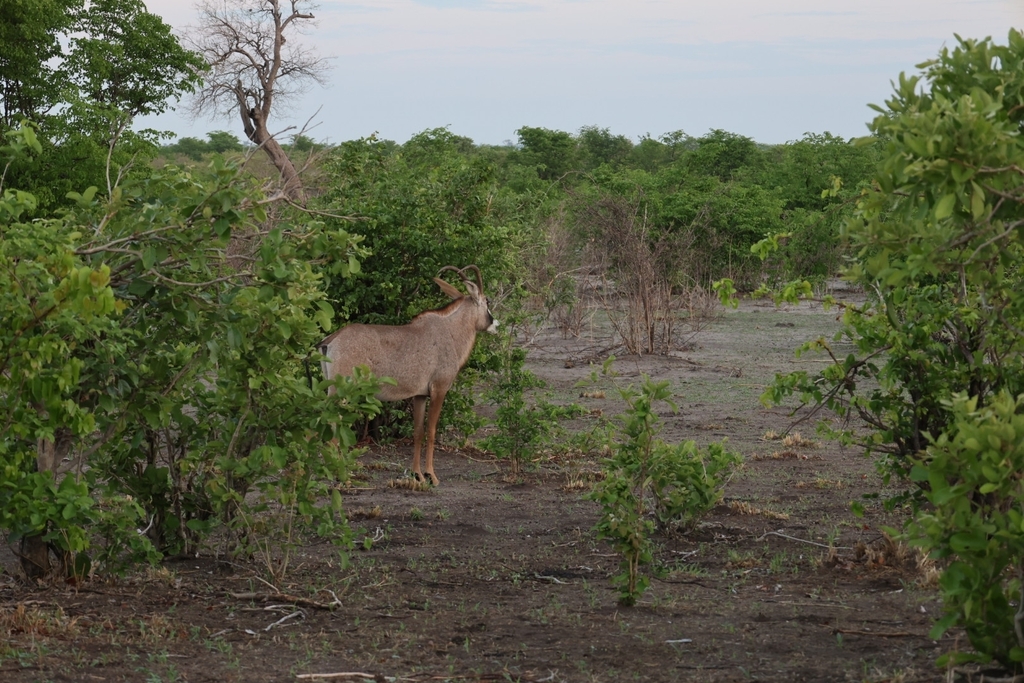 Southern Roan Antelope from Chobe, Botswana on November 26, 2024 at 05: ...