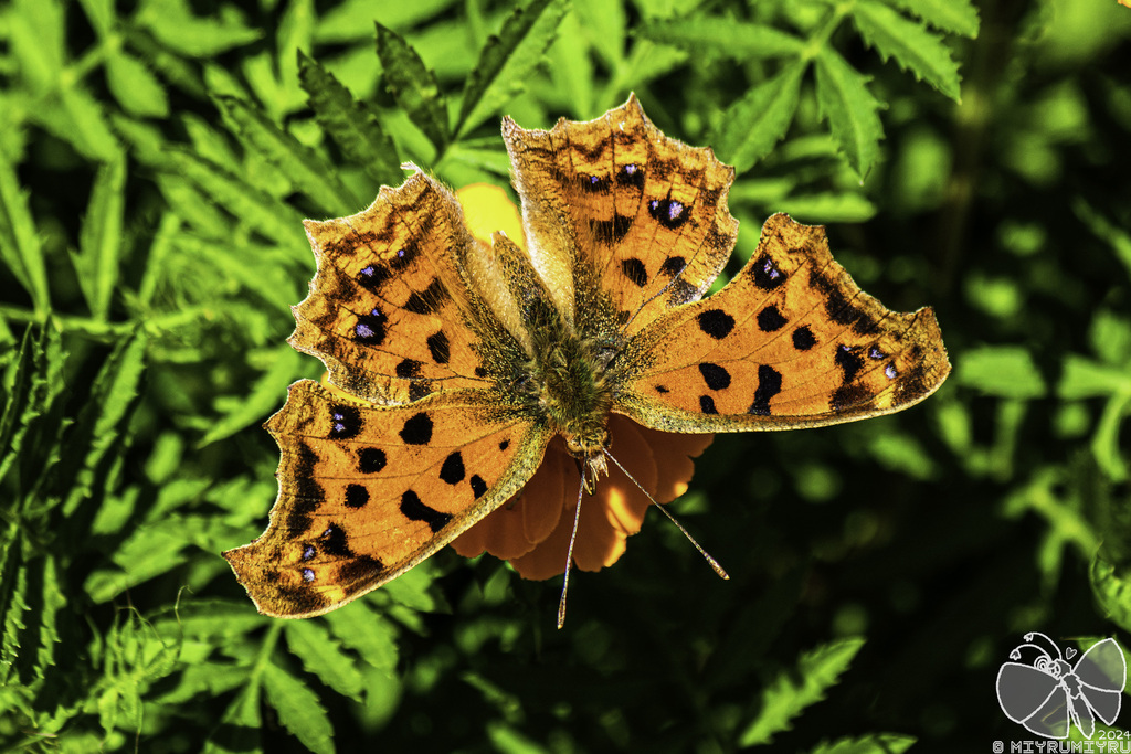 Asian Comma in September 2024 by Miyrumiyru. Orange butterfly · iNaturalist
