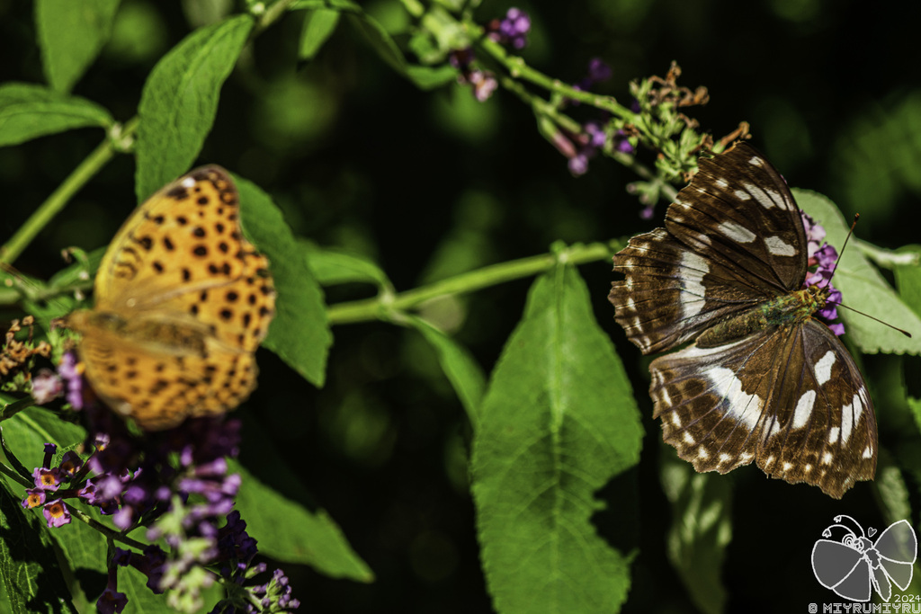 Great Eastern Silverstripe in September 2024 by Miyrumiyru. With Sagana ...