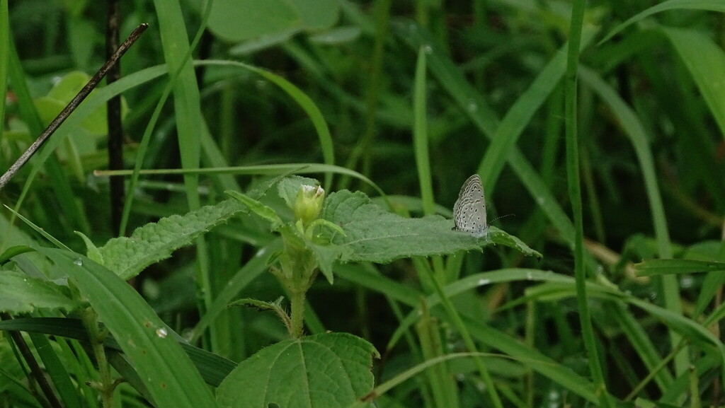 Tiny Grass Blue from Vetal Tekdi, Pashan, Pune, Maharashtra 411038 ...