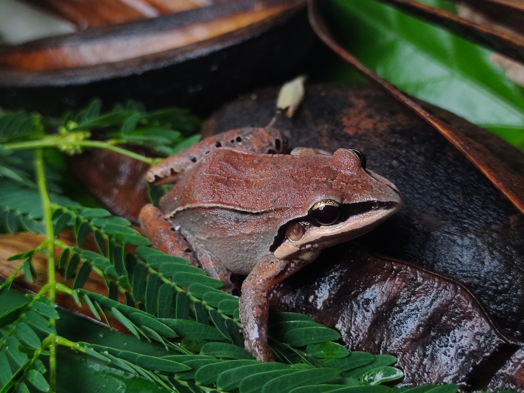 Basin White-lipped Frog from Barro Alto - State of Goiás, 76390-000 ...