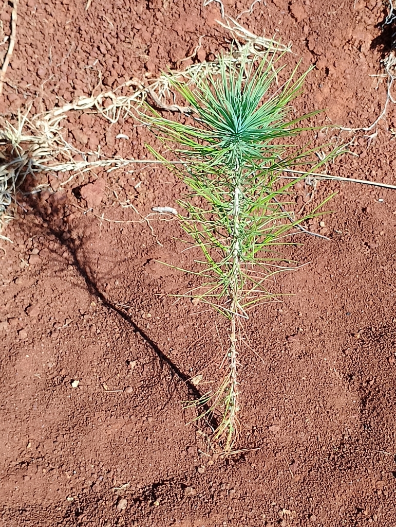 Pinos, ocotes y piñones desde 61012 Mich., México el 09 de diciembre de ...