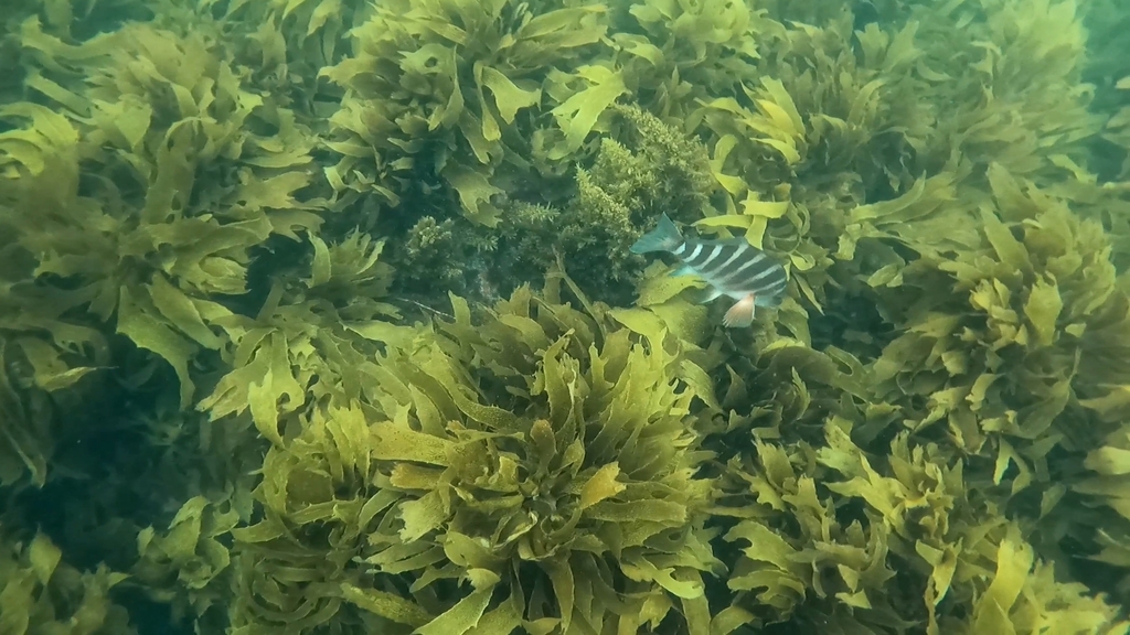Banded Morwong from Leigh, New Zealand on December 9, 2024 at 03:12 PM ...