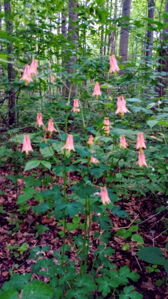 red columbine from Jarvis, ON N0A, Canada on June 10, 2019 at 11:33 AM ...