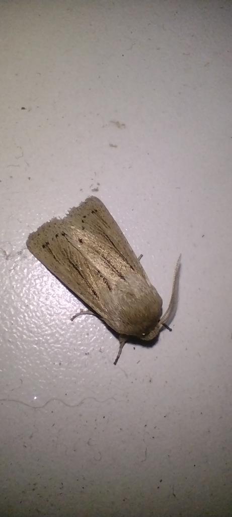 Tripseuxoa strigata from FG4F+FQ - Quilombo, Pelotas - RS, Brasil on December 09, 2024 at 07:56 ...