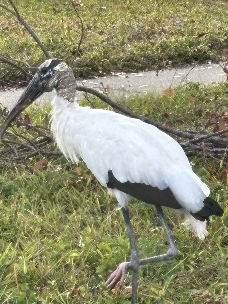 Wood Stork from 46th Ave N, Saint Petersburg, FL, US on December 6 ...
