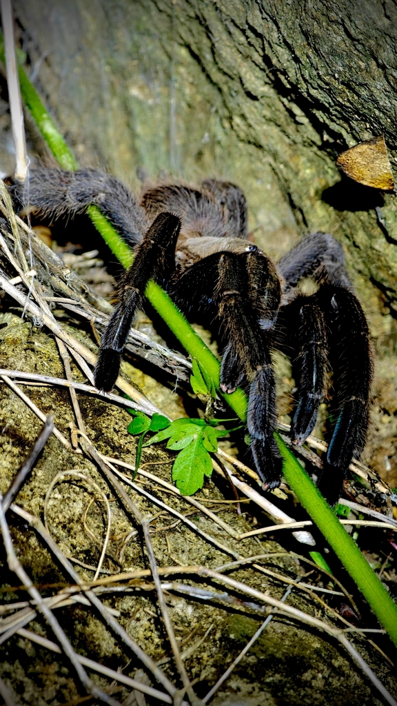 Asian Smokey Earth-tiger Tarantula in November 2024 by Na Przekor ...