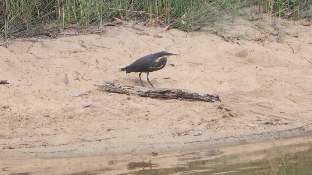 Black Bittern from Ingleside NSW 2101, Australia on December 10, 2024 ...
