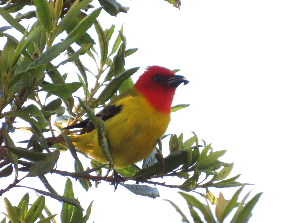 Red-hooded Tanager from Suratá, Santander, Colombia on December 9, 2024 ...