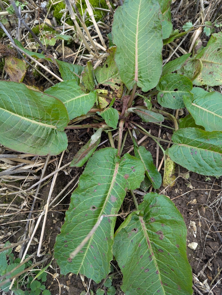 broad-leaved dock from Stockbridge SO20 6DA, UK on 10 December, 2024 at ...
