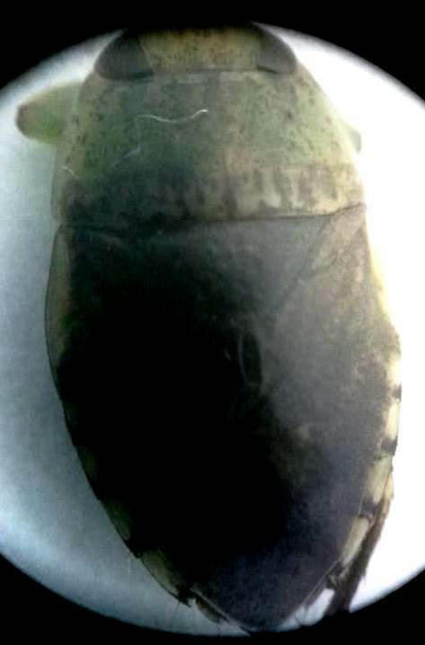 Alligator Fleas from Coro 4101, Falcón, Venezuela on December 7, 2024 ...