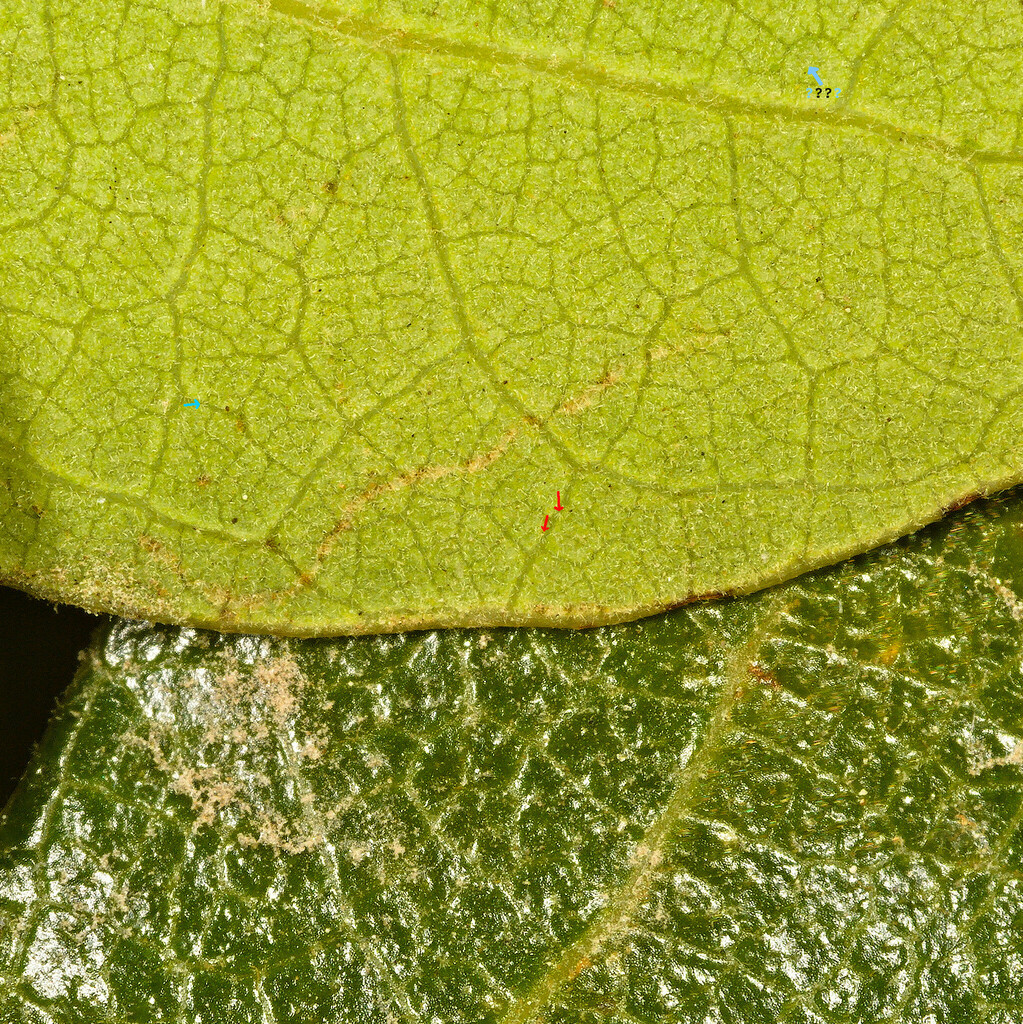 Shin Oak from Fresno County, CA, USA on October 16, 2021 at 04:14 PM by ...