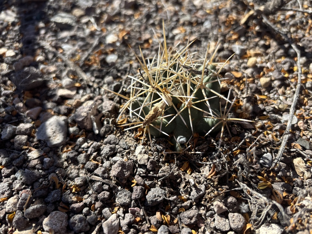 Coryphantha robustispina scheeri en diciembre 2024 por George Kinney ...