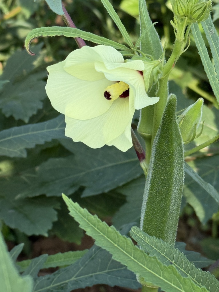 Okra from C103, Malindi, Kilifi, KE on December 11, 2024 at 08:26 AM by ...