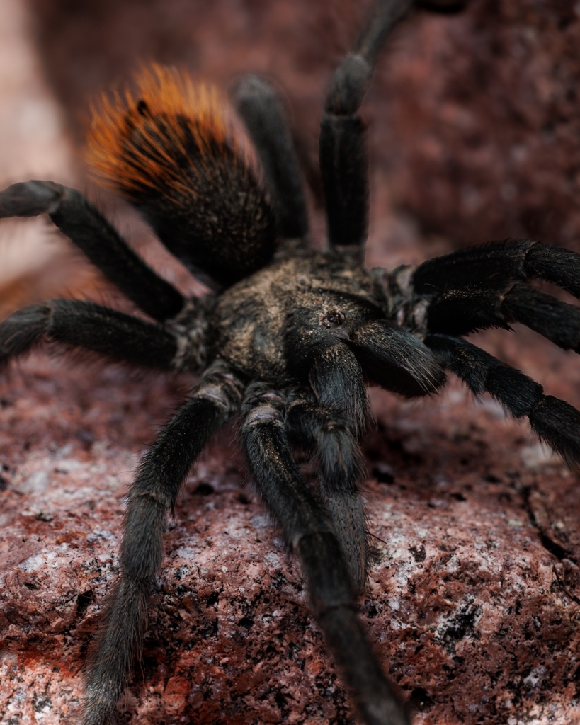 Desert Blonde Tarantula from Tucson, AZ 85745, USA on November 26, 2024 ...
