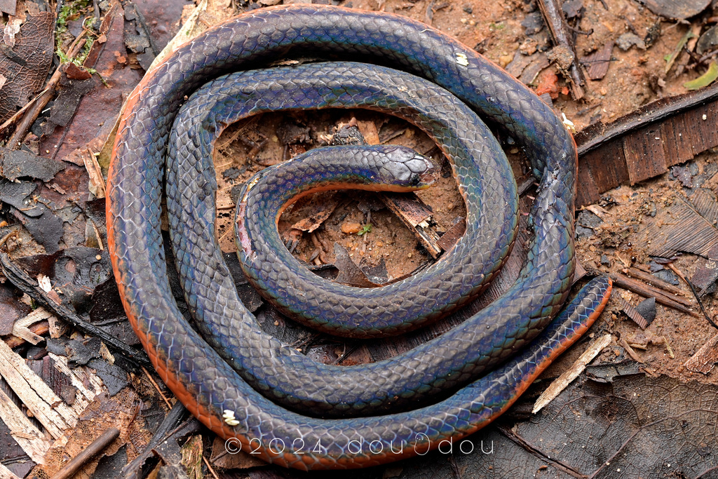 Yunnan Reed Snake in August 2024 by Fan Gao · iNaturalist